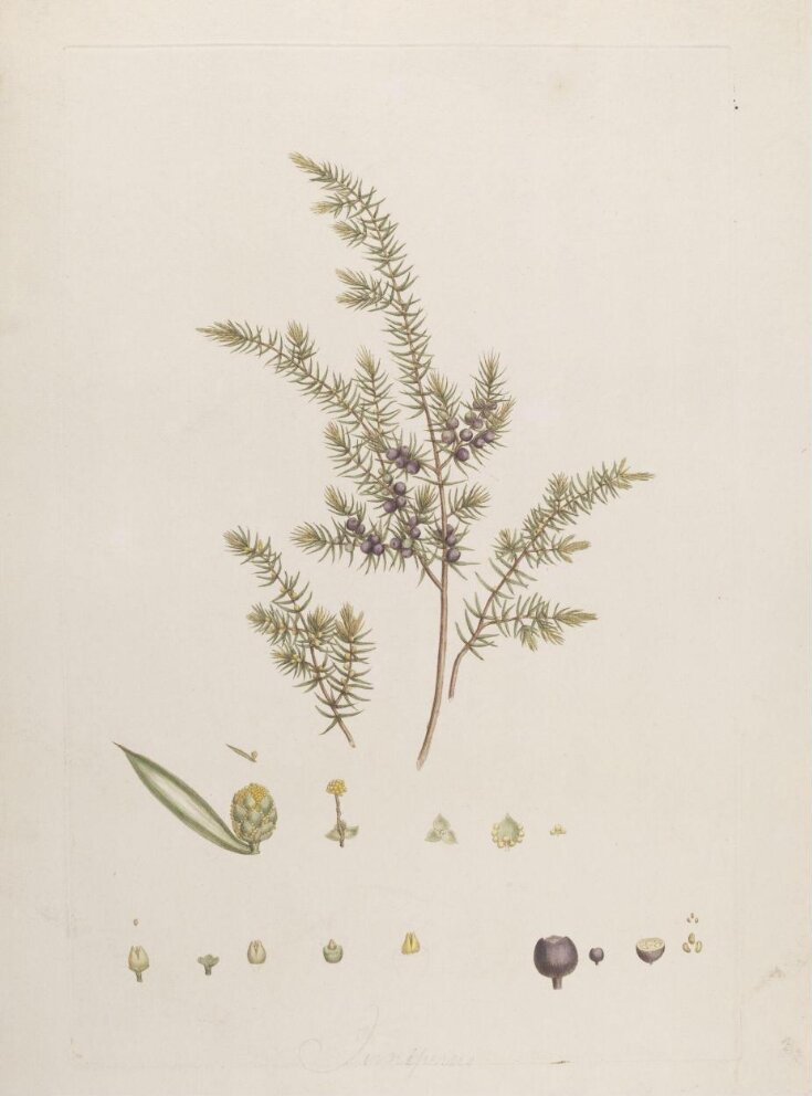 Print | John Miller | V&A Explore The Collections