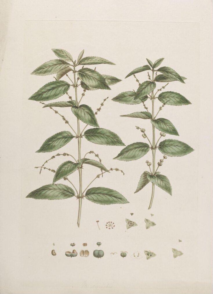 Print | John Miller | V&A Explore The Collections