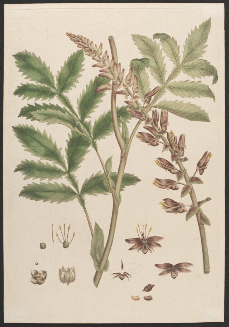 Print | John Miller | V&A Explore The Collections