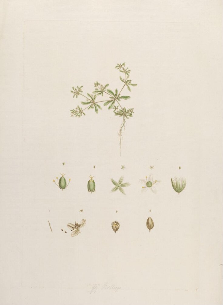 Print | John Miller | V&A Explore The Collections