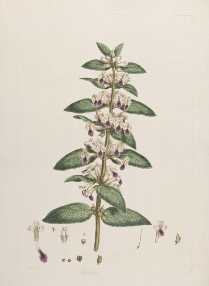 Print | John Miller | V&A Explore The Collections