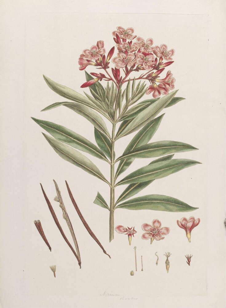 Print | John Miller | V&A Explore The Collections
