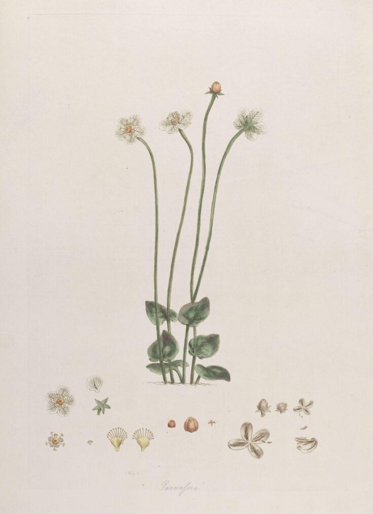 Print | John Miller | V&A Explore The Collections