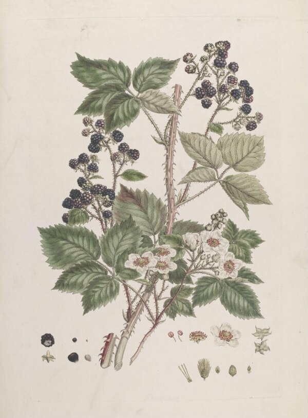 Rubus rosaceae Weihe | Müller, Johann Sebastian (John Miller) | V&A ...