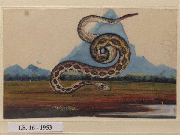 One of six drawings of snakes, poised against a landscape with hills ...
