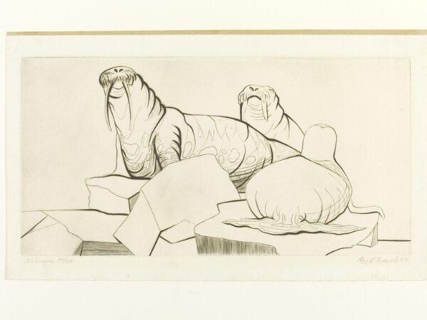 Walruses | French, Ray H. | V&A Explore The Collections