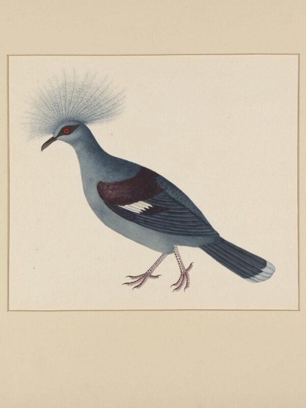 One of four natural-history drawings. | Unknown | V&A Explore The ...