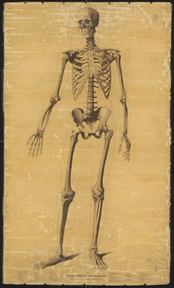Bryan's Views of the Skeleton | Cross, Joseph | V&A Explore The Collections