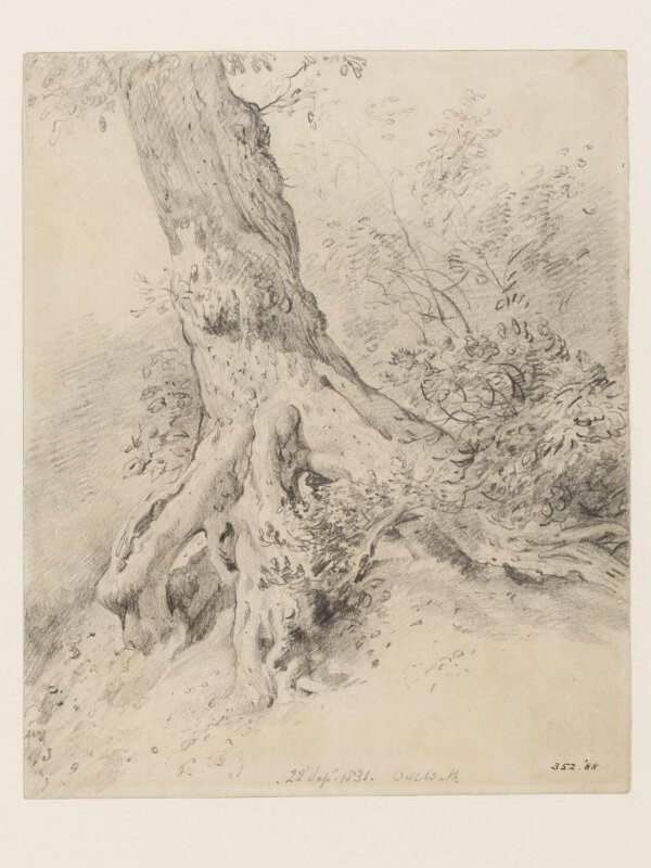 The root of a tree, at Hampstead | Constable, John (RA) | V&A Explore ...