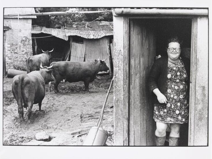 Olive Bennett and her Red Devon Cows, Cuppers Piece, Beaford, Devon ...