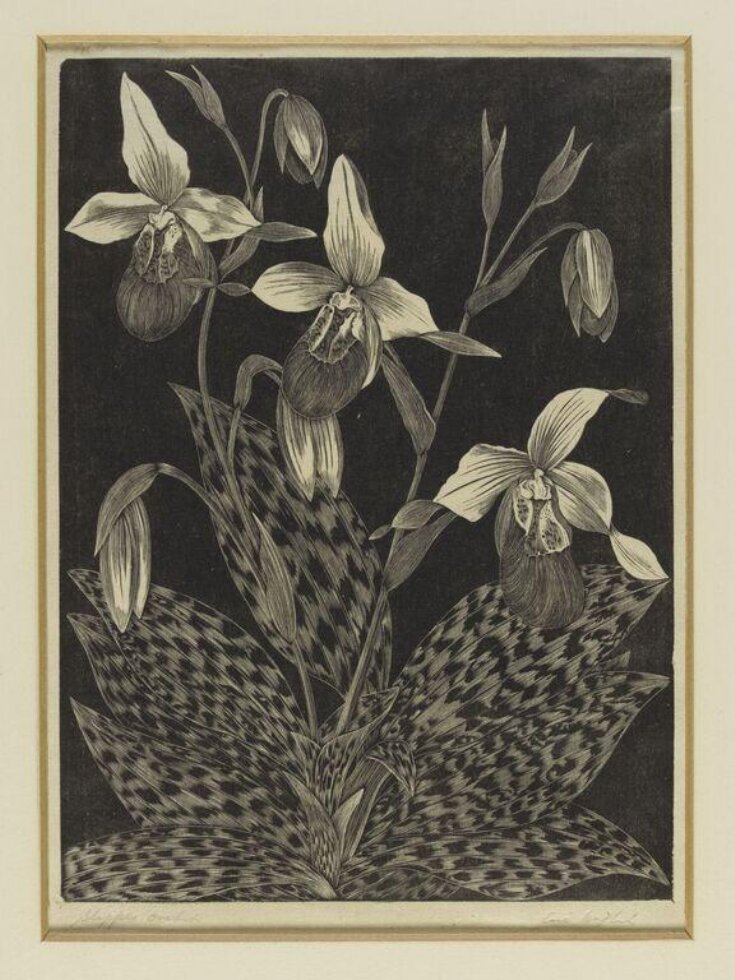 Slipper Orchids | Daglish, Eric Fitch | V&A Explore The Collections