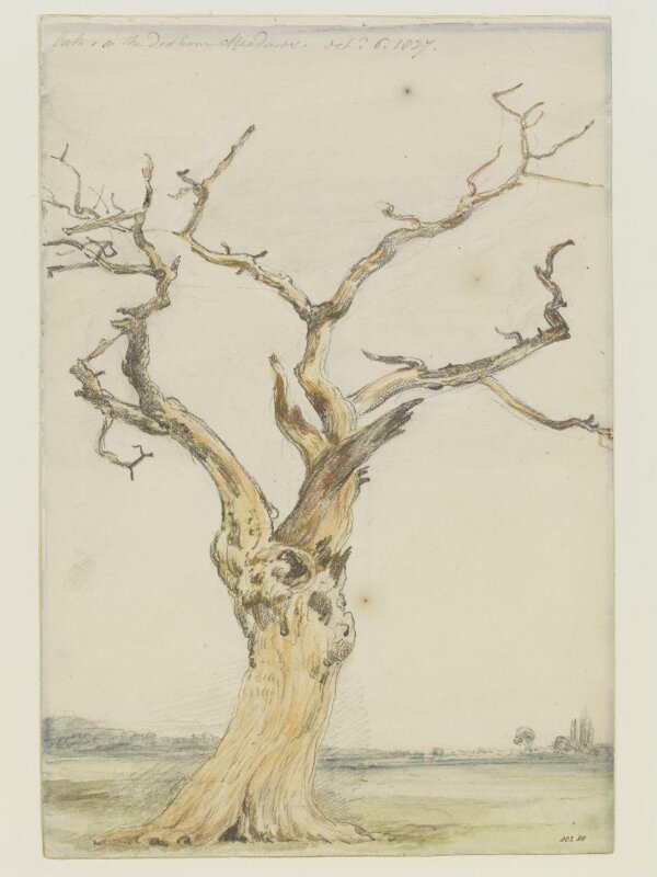 An oak in Dedham Meadows | John Constable | V&A Explore The Collections