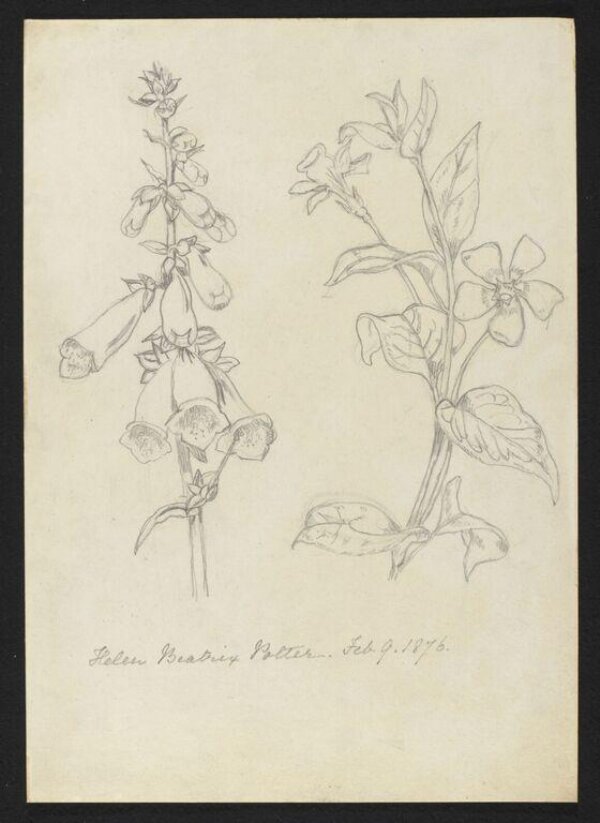 Drawing | Beatrix Potter | V&A Explore The Collections