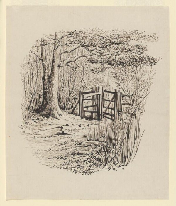 Drawing | Beatrix Potter | V&A Explore The Collections
