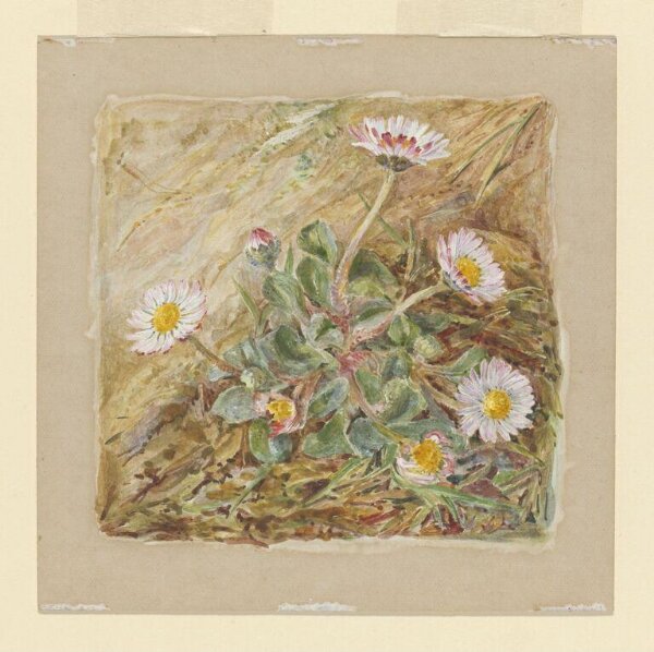 Watercolour | Beatrix Potter | V&A Explore The Collections