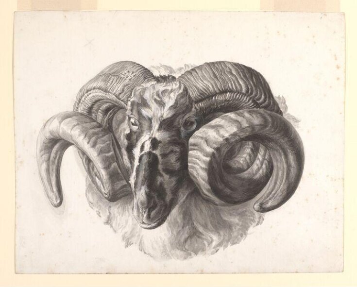 Drawing | Beatrix Potter | V&A Explore The Collections