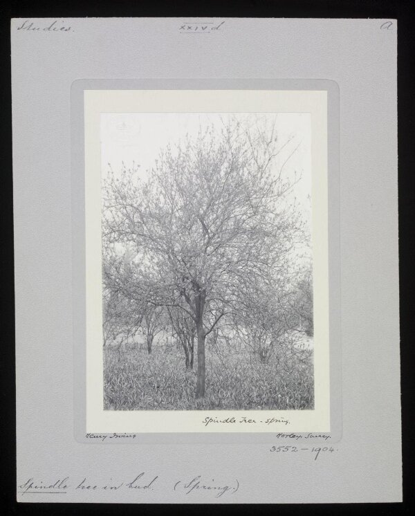 Spindle Tree - Spring | Irving, Henry | V&A Explore The Collections