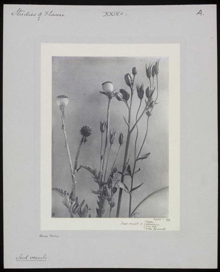 Seed Vessels of Poppy, Columbine, Day Lily, Wild Hyacinth | Irving ...