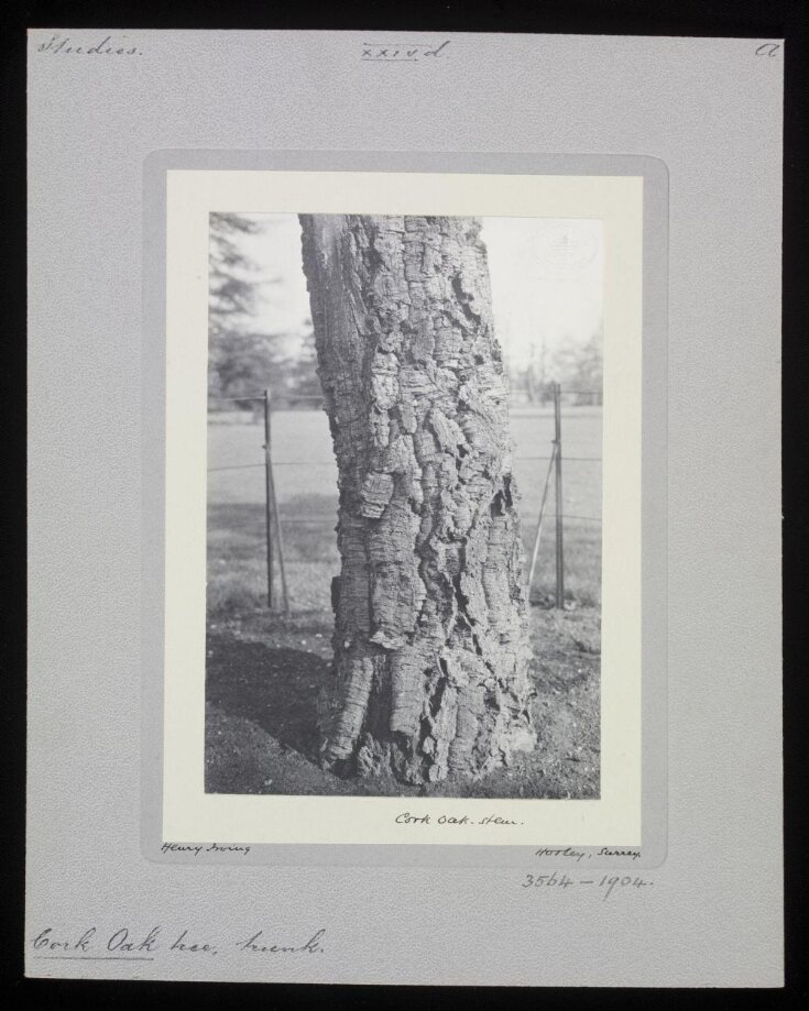 Cork Oak - Stem | Irving, Henry | V&A Explore The Collections