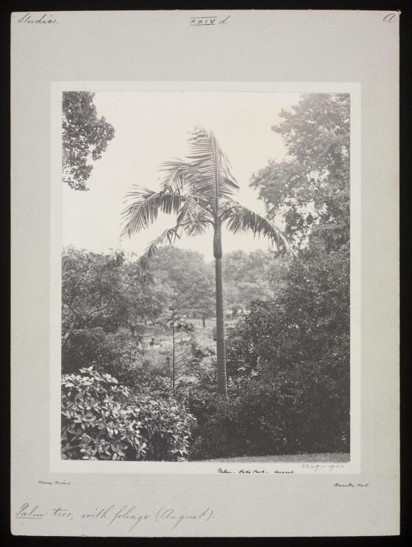 Palm - Hyde park - August | Irving, Henry | V&A Explore The Collections