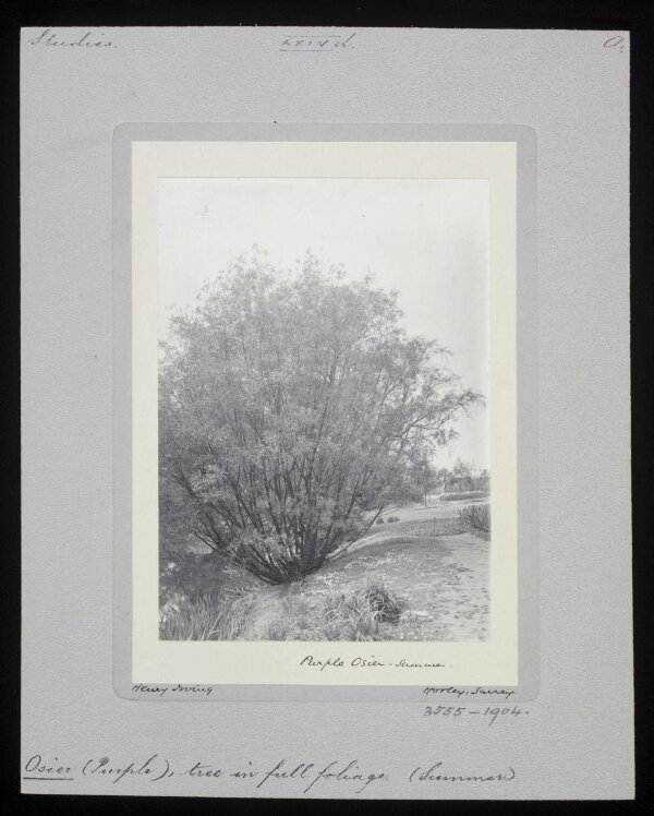 Purple Osier - Summer | Irving, Henry | V&A Explore The Collections