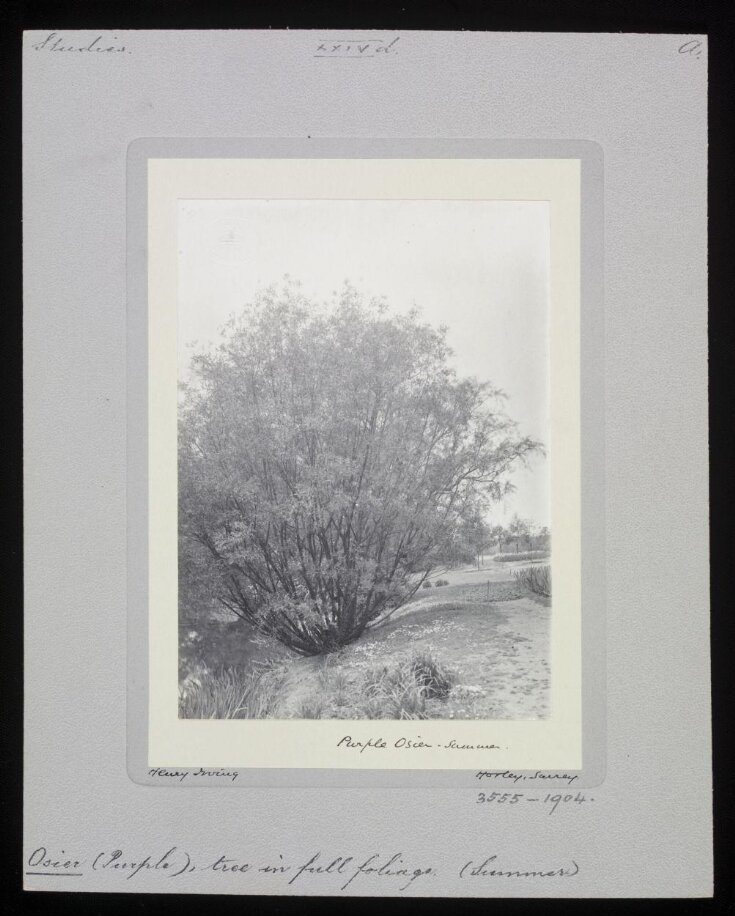 Purple Osier - Summer | Irving, Henry | V&A Explore The Collections