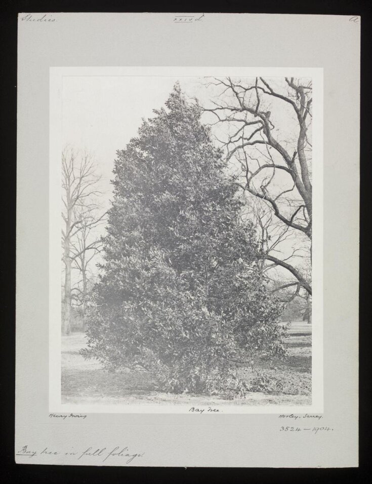 Bay Tree | Irving, Henry | V&A Explore The Collections