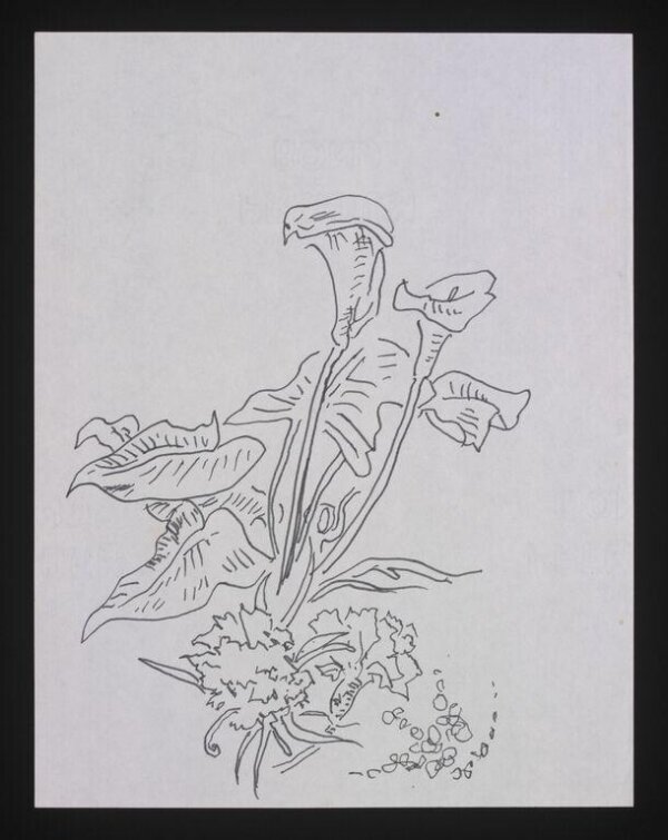 Drawing | Beaton, Cecil (Sir) | V&A Explore The Collections