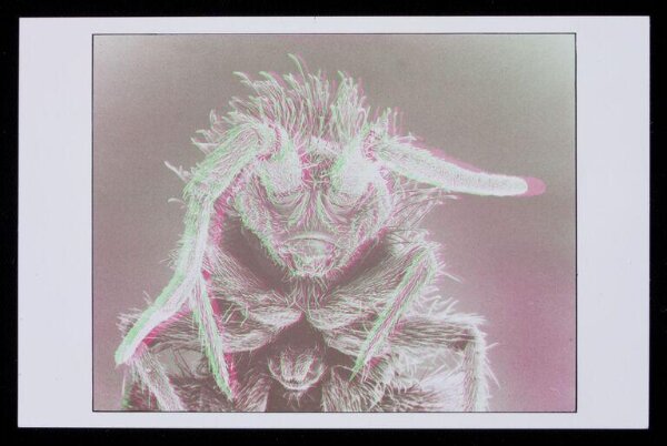 Tarantula | David Burder | V&A Explore The Collections