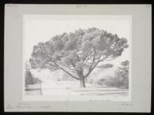 Stone Pine - Kew - October | Irving, Henry | V&A Explore The Collections