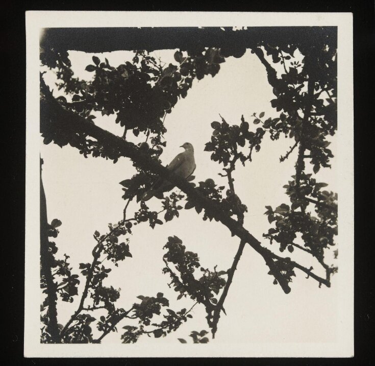 Photograph | Moffat, Curtis | V&A Explore The Collections
