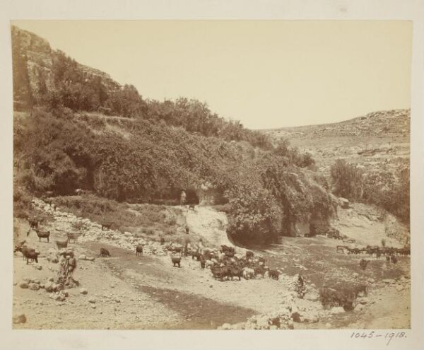 Palestine, Es Salt, View of Spring, with Cattle | unknown | V&A Explore ...
