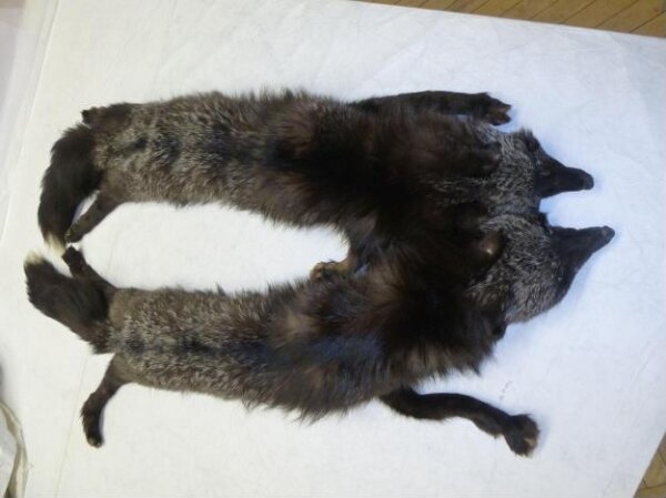 Fox Fur | Unknown | V&A Explore The Collections