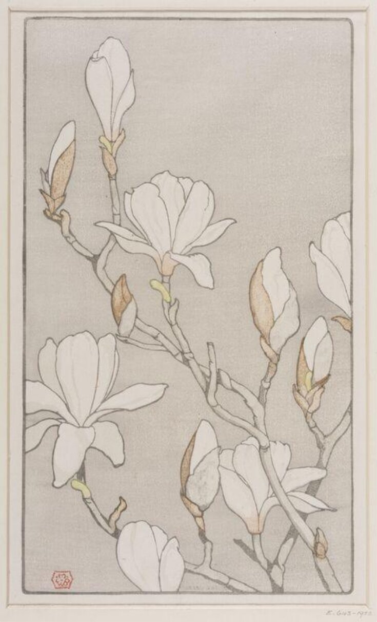 Magnolia | Mary Batten | V&A Explore The Collections