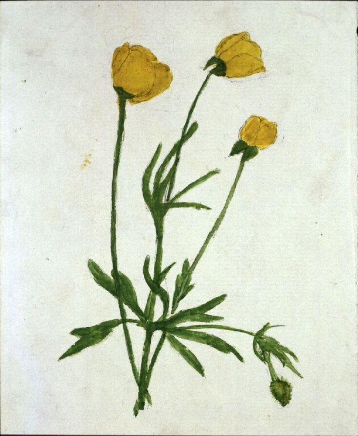 Drawing | Beatrix Potter | V&A Explore The Collections