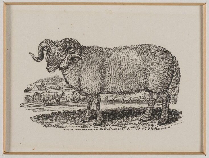 Print | Thomas Bewick | V&A Explore The Collections