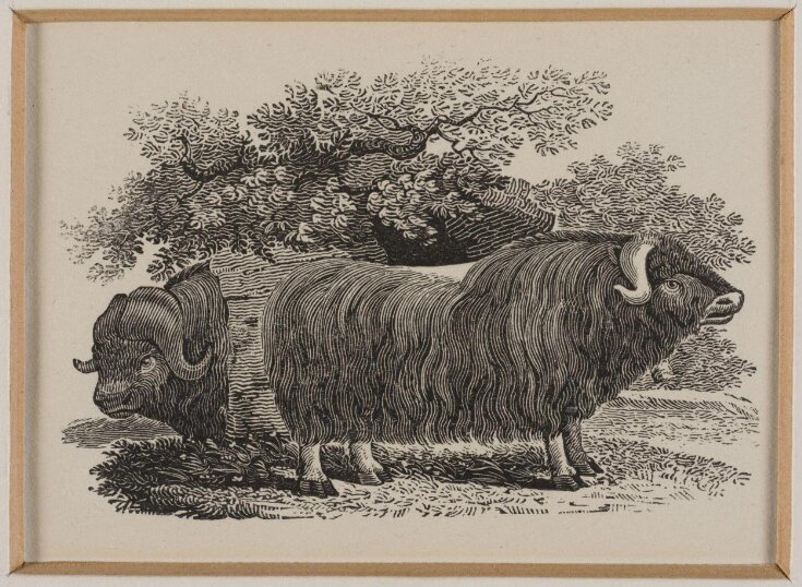 The Musk Bull | Thomas Bewick | V&A Explore The Collections