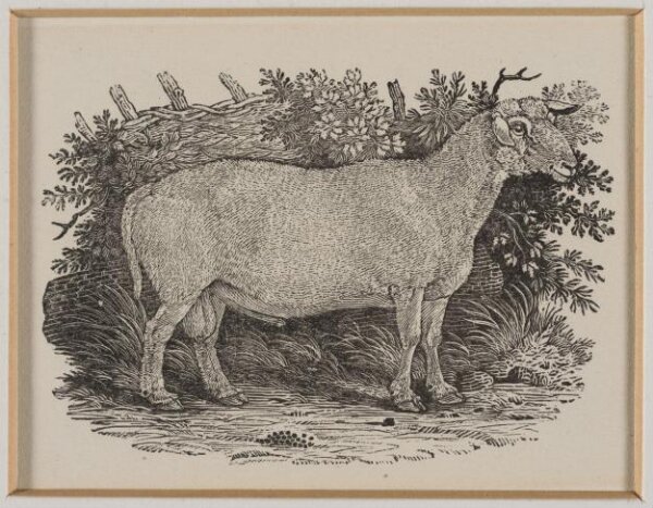 Print | Thomas Bewick | V&A Explore The Collections