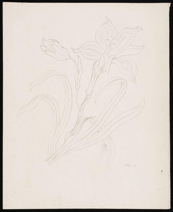 Textile Design | Joseph Neil Paton | V&A Explore The Collections