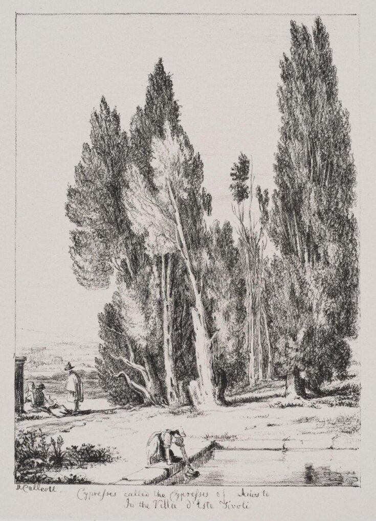 Cypresses called the Cypresses of Ariosto, In the Villa d'Este, Tivoli ...