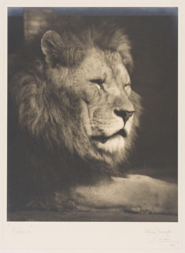 Photograph | Arthur Clive Banfield | V&A Explore The Collections