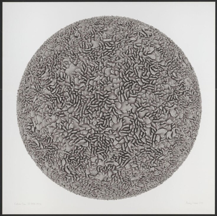 Cellular Form 1800060014 | Lomas, Andy | V&A Explore The Collections