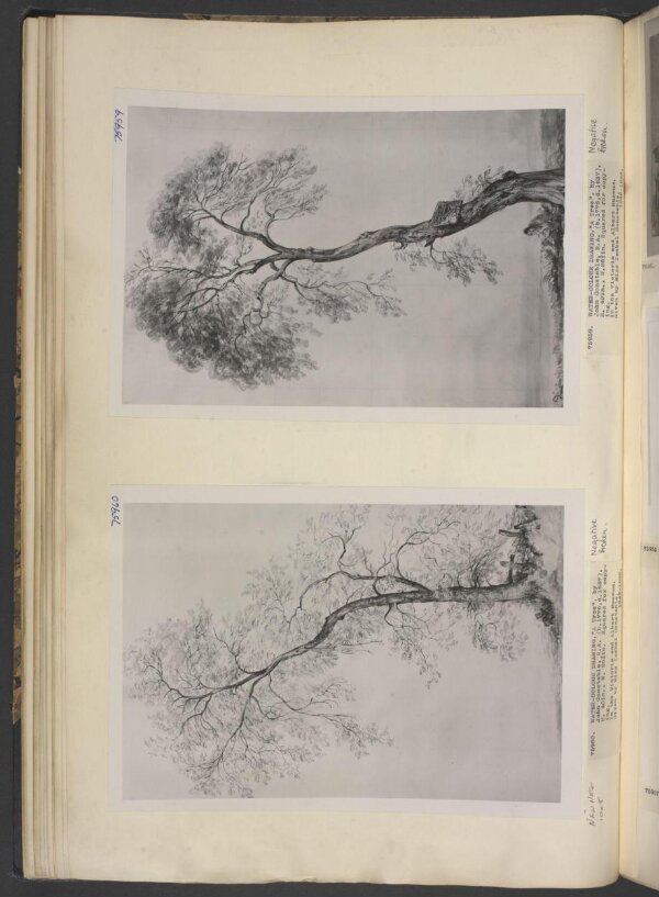 An ash tree | Constable, John (RA) | V&A Explore The Collections