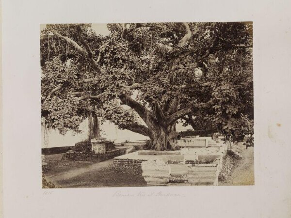 1615 - Banian tree at Hardwar | Bourne, Samuel | V&A Explore The ...