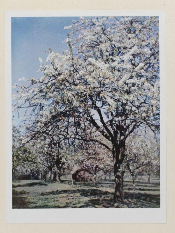 Kentish Cherry Blossom | Warburg, Agnes Beatrice | V&A Explore The ...