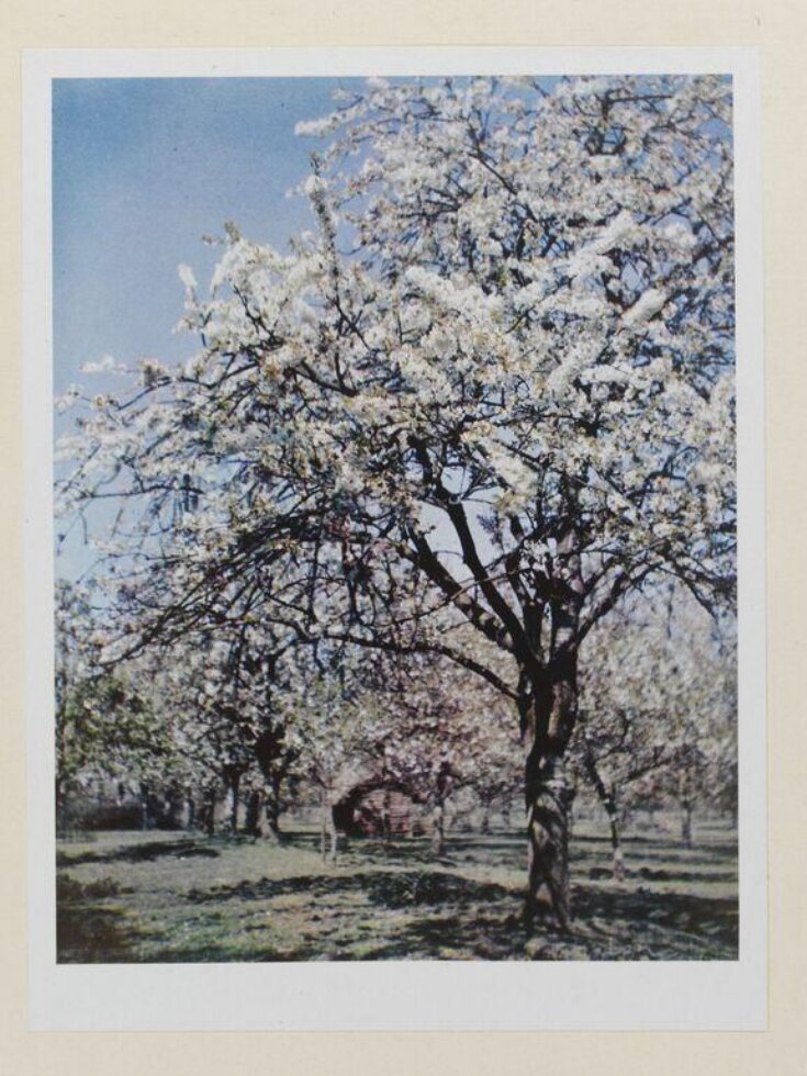 Kentish Cherry Blossom | Warburg, Agnes Beatrice | V&A Explore The ...