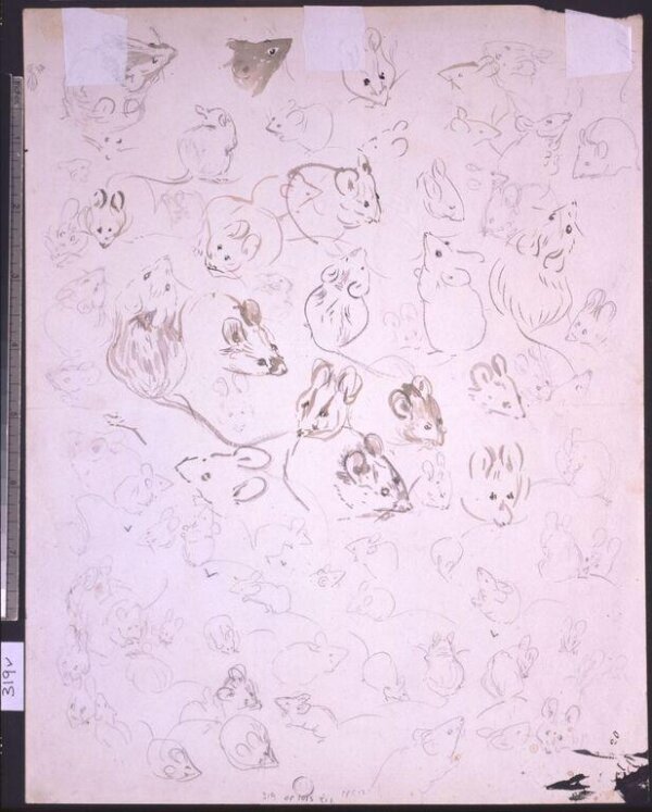 Drawing | Beatrix Potter | V&A Explore The Collections