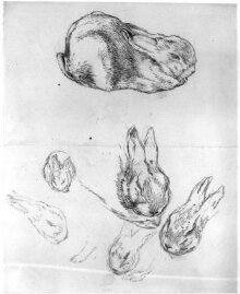 Studies of a rabbit: a rabbit sitting and head studies | Beatrix Potter ...