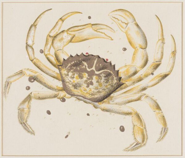 Crab | Smith, Arthur Reginald | V&A Explore The Collections