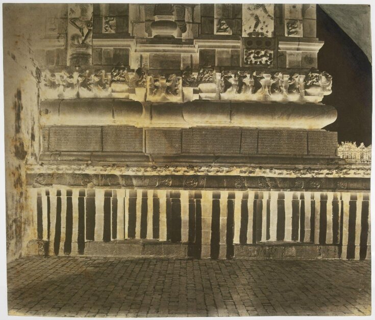 Photograph | Tripe, Linnaeus | V&A Explore The Collections